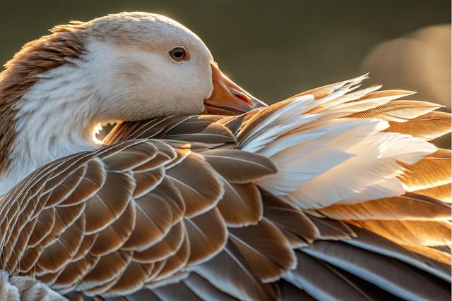 Birdtail Waterfowl – Canadian Hunting Guides & Outfitters