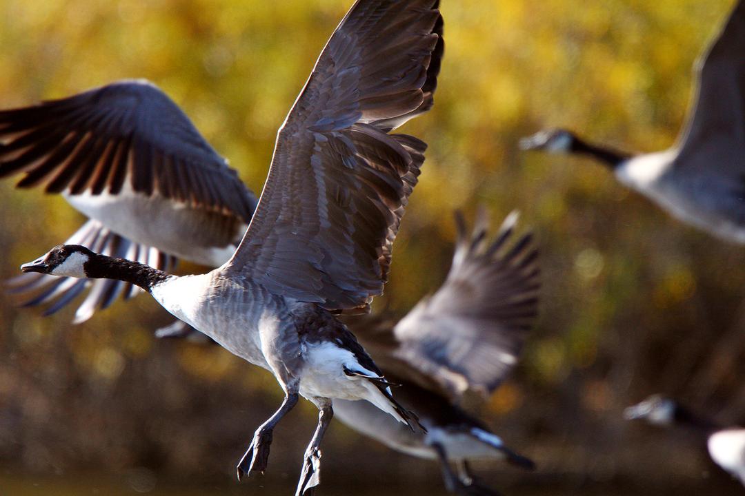 Plan Your Manitoba Waterfowl Hunting Adventure with Confidence ...