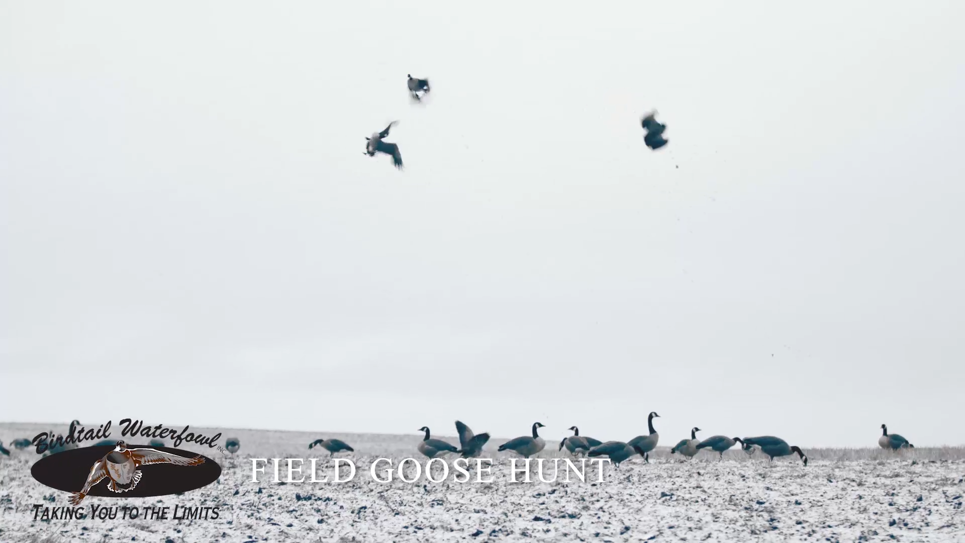 Canada Goose Hunting at Manitoba’s Birdtail Waterfowl | Birdtail ...