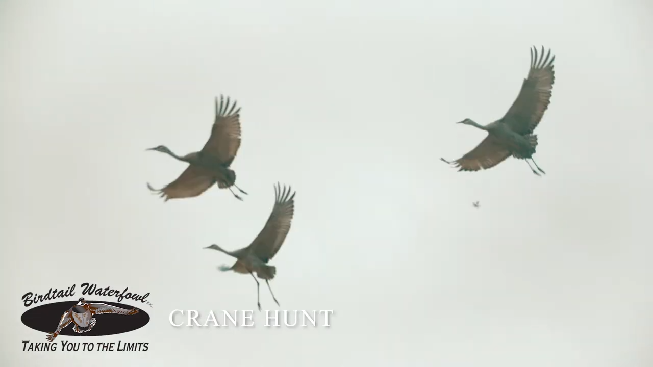 Sandhill Crane Hunting is a Unique and Rewarding Experience | Birdtail ...